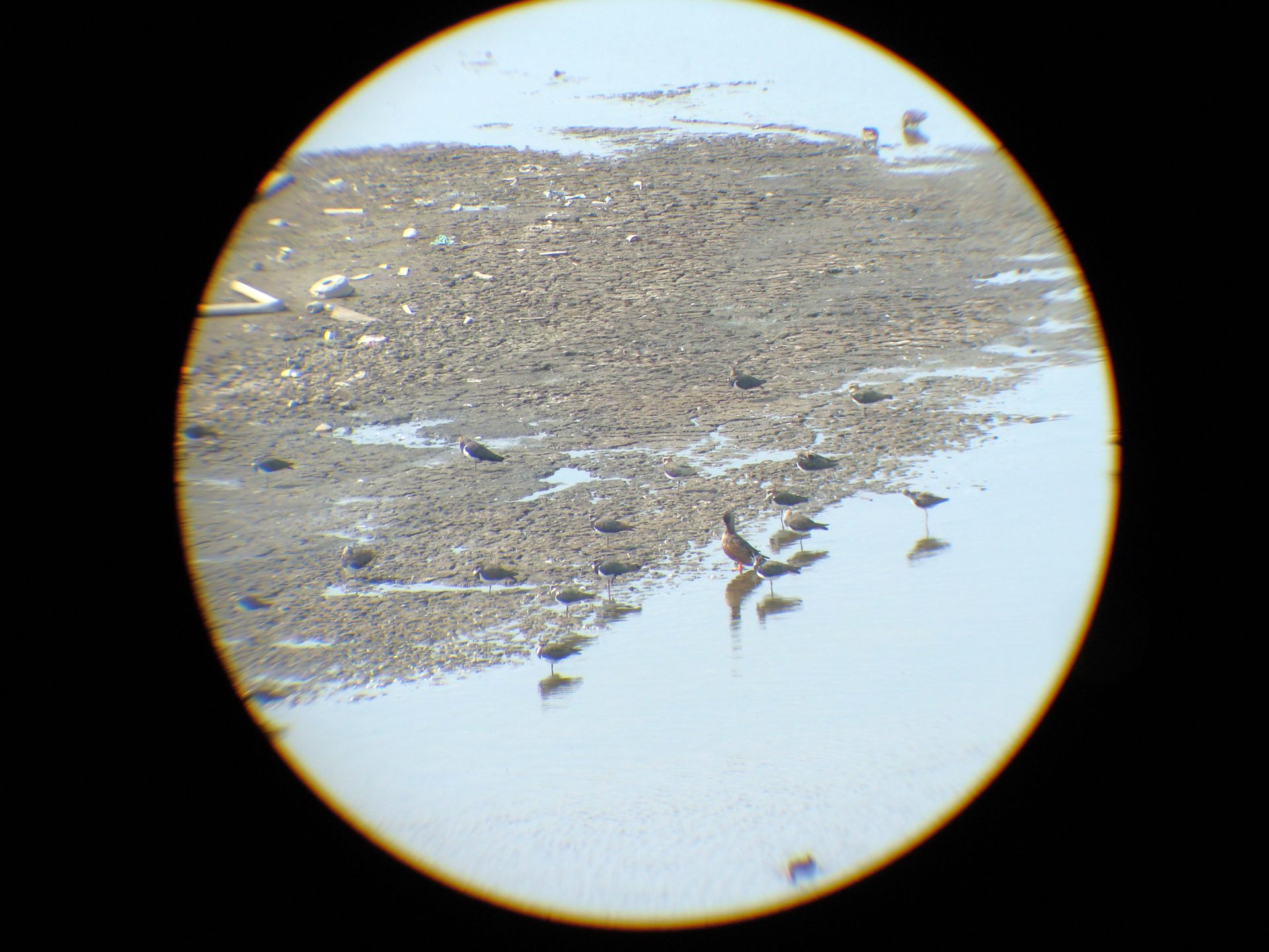 Onderzoek Slobeenden - Staro BV Vogelonderzoek