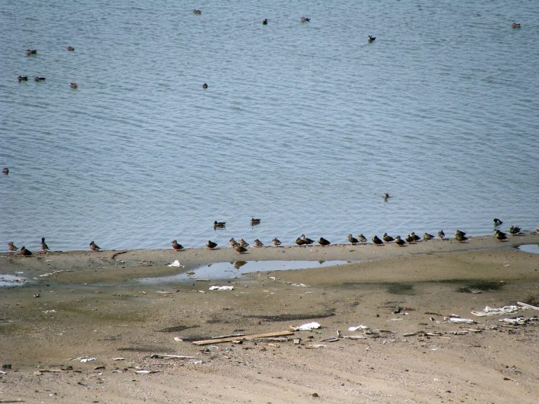 Onderzoek Slobeenden - Staro BV Vogelonderzoek